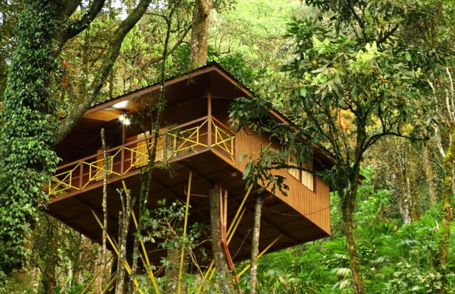 All Tree House - OffbeatStays